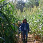 Pumpkin Patch - Mitchell Farms