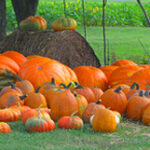 Pumpkin Patch - Mitchell Farms