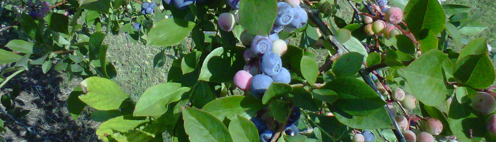 News - Mitchell Farms